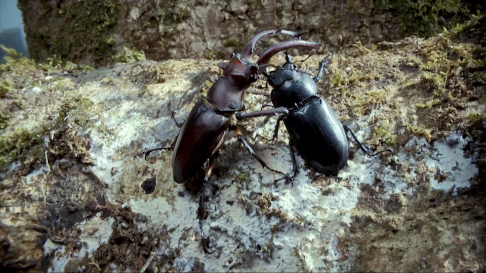 The Small Big: Taiwanese Stag Beetle - TaiwanPlus