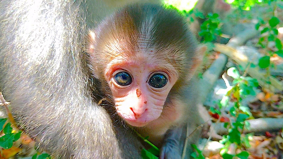 Animals - TaiwanPlus