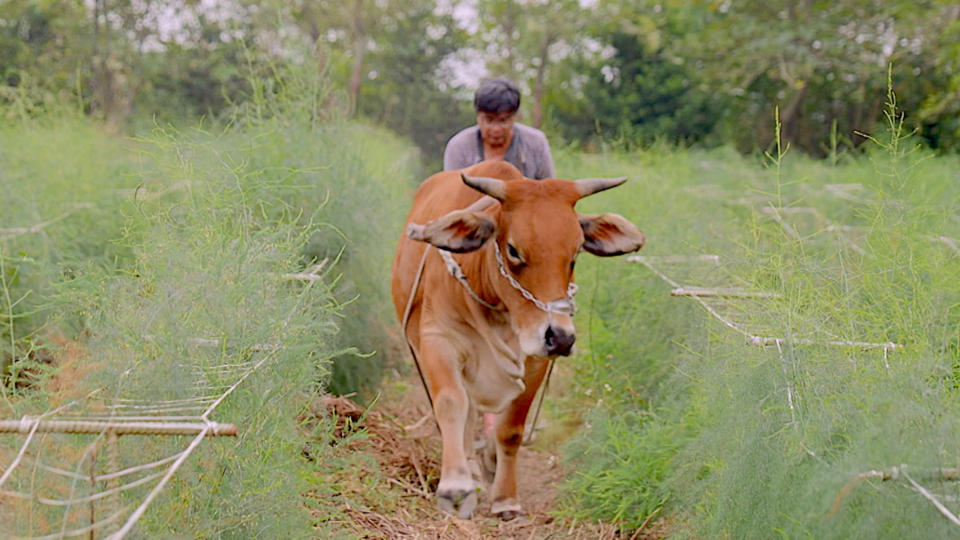 Reviving Taiwan's Cow Plough Tradition - TaiwanPlus