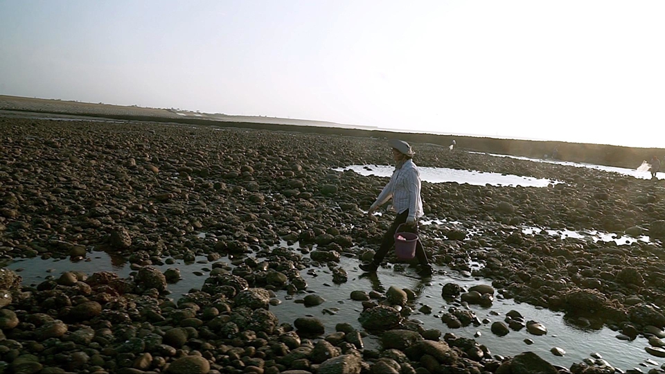 The Sorrow of the Houlong Stone Fish Traps - TaiwanPlus