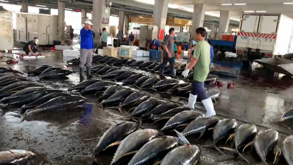 Tuna Buyers in Taiwan Struggle To Move Huge Fish - TaiwanPlus