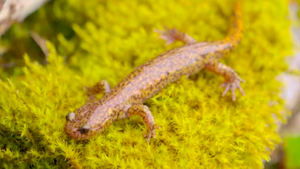 Animals - TaiwanPlus