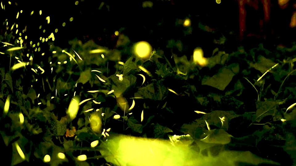 Saving the Fireflies: Taiwan Conservationists Focus on Light Pollution ...