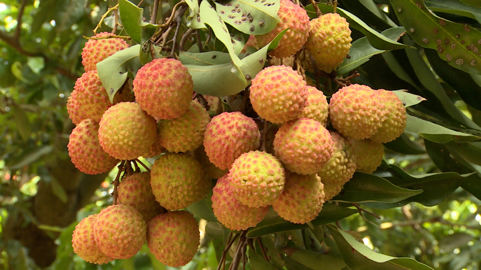 Lychee Prices Skyrocket in Taiwan as Climate Change Devastates Crops ...