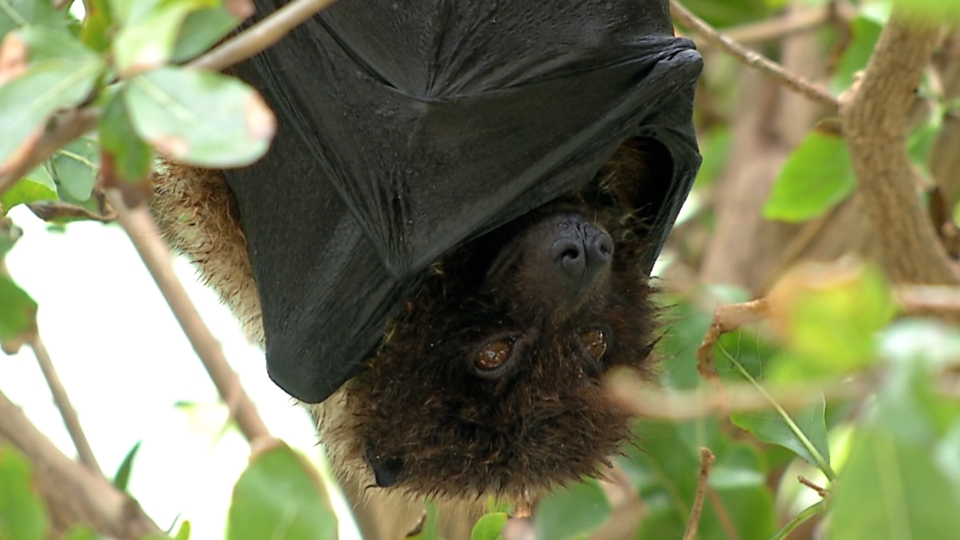 Endangered Formosan Flying Fox Returned to Wild in Taiwan First ...