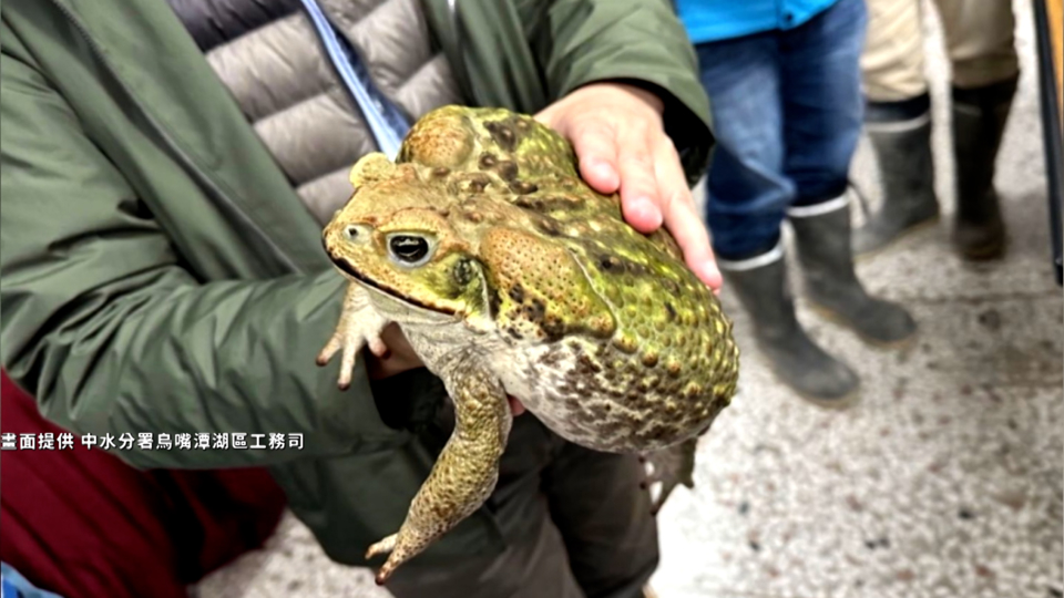 Toad Infestation Hits Reservoir in Central Taiwan - TaiwanPlus
