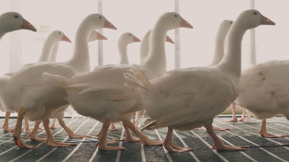 Yunlin Smart Goose Farm Wins Entrepreneurship Award - TaiwanPlus Yunlin Smart Goose Farm Wins Entrepreneurship Award - TaiwanPlus