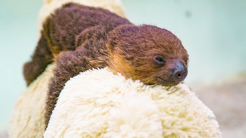 Taipei Zoo Welcome New Baby Sloth - TaiwanPlus