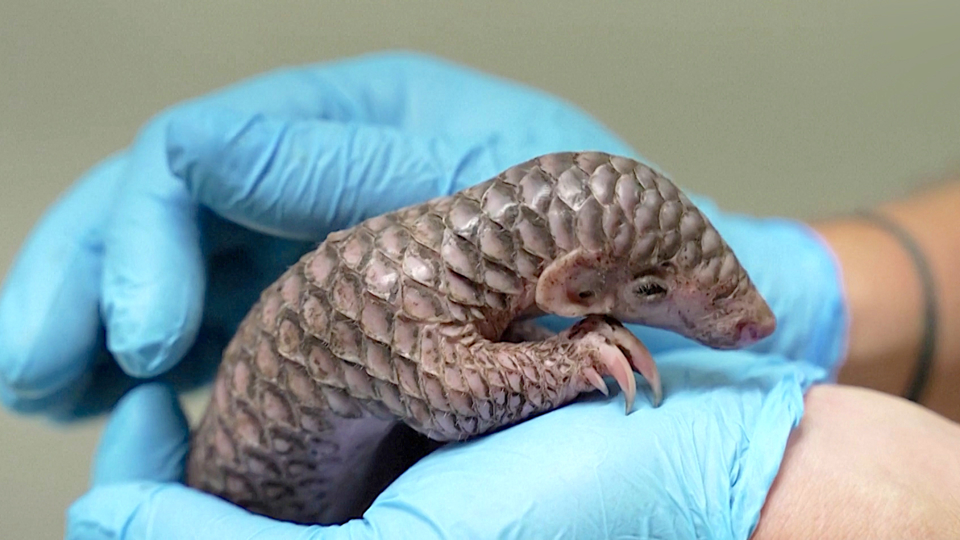 Endangered Chinese Pangolin Born at Prague Zoo to Parents From Taipei ...