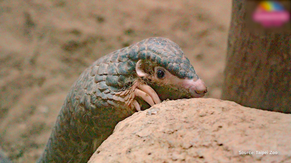 Animals - TaiwanPlus