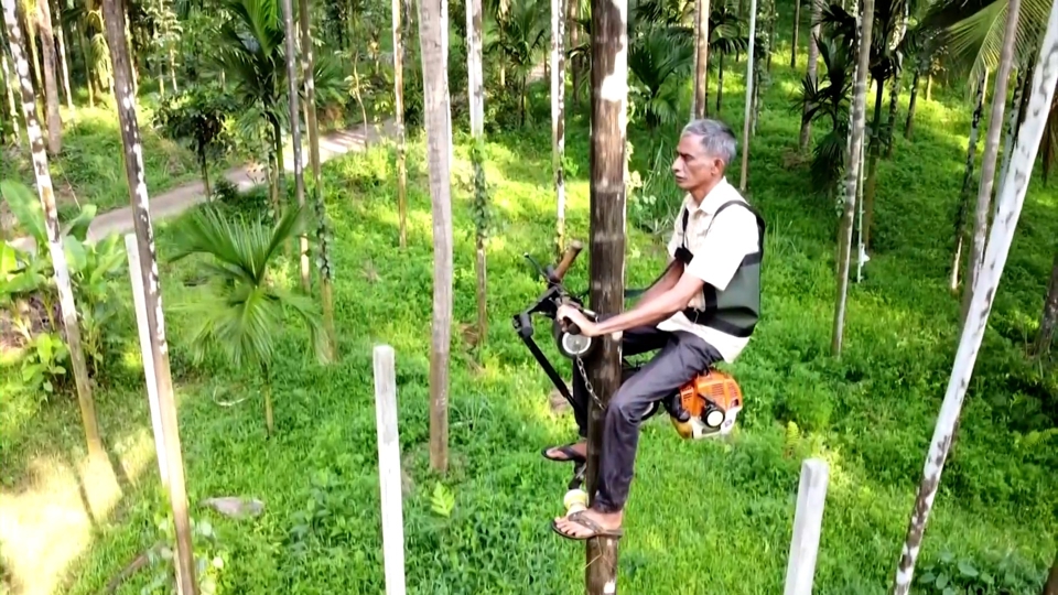 Indian Tree Climbing Scooter - TaiwanPlus
