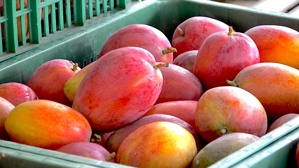 Taiwan Takes China's Mango Ban to WTO - TaiwanPlus