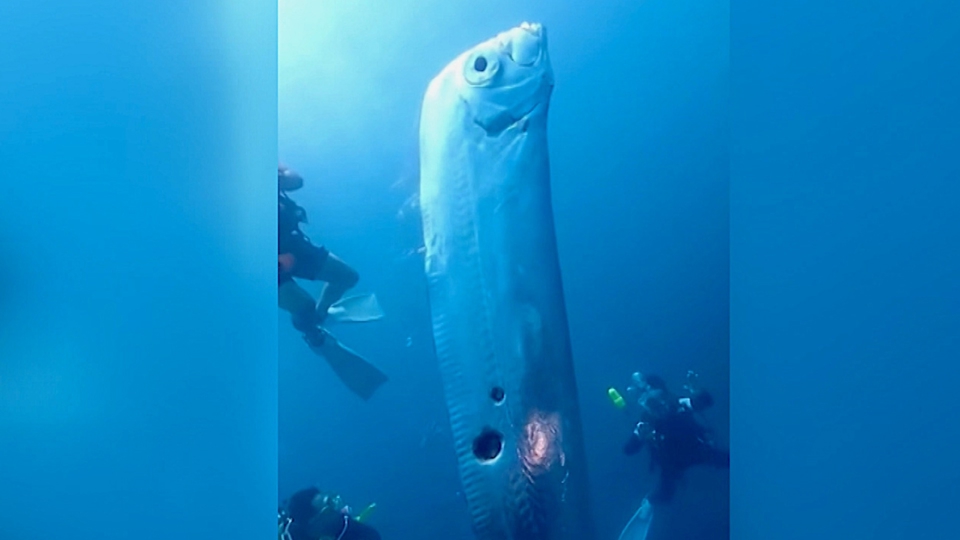 Rare Oarfish Spotted off Northeastern Taiwan - TaiwanPlus