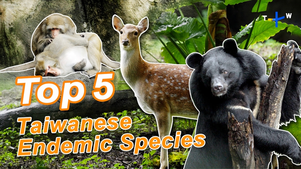 Taiwan Top 5: Animals in Taiwan Ep12 - TaiwanPlus