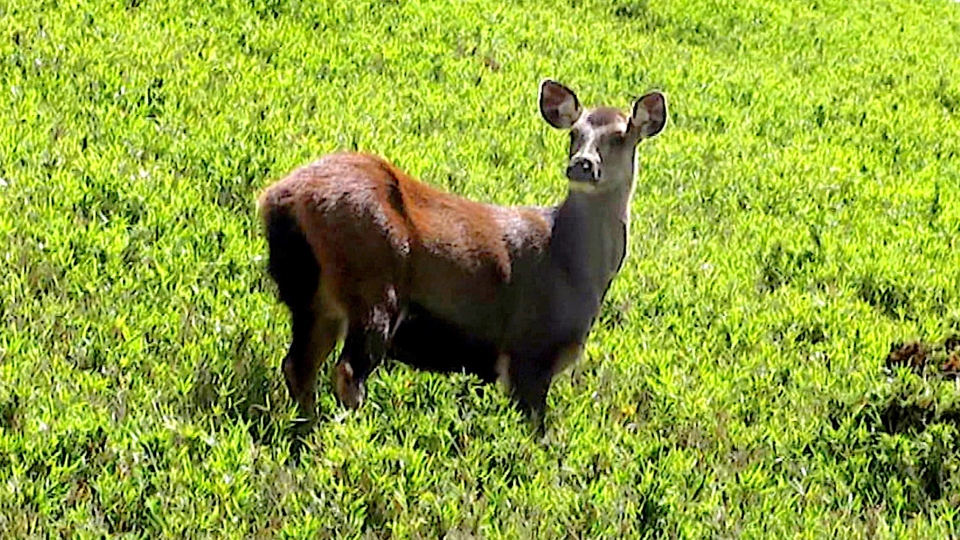 Animals - TaiwanPlus