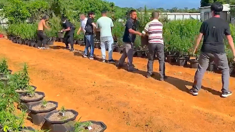 8 Indicted Over Taiwan's Biggest Marijuana Grow Bust - TaiwanPlus