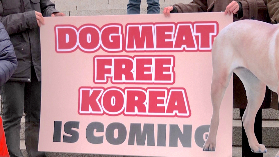 South Korea Approves Bill To End Trade In Dog Meat - TaiwanPlus