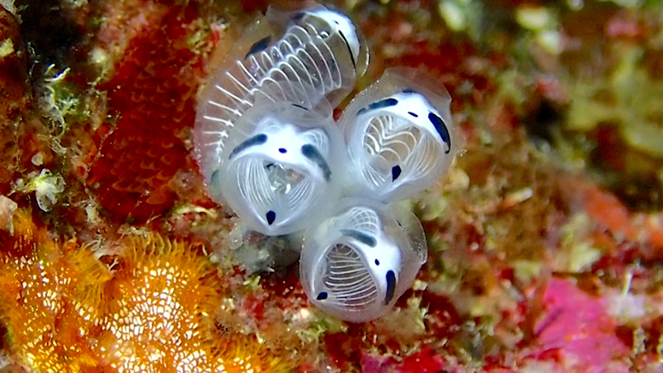 Skeleton Panda Sea Squirt Spotted off Japanese Island - TaiwanPlus