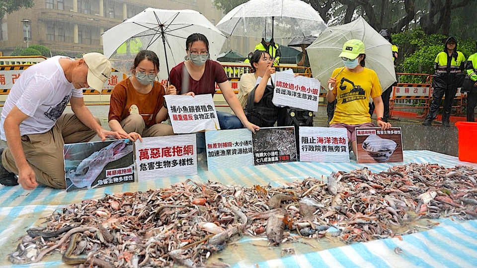 Rare Shark Catch Prompts Calls for Stricter Regulations on Trawling ...