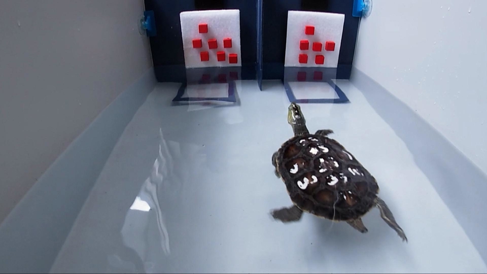 Turtles Do Math - TaiwanPlus