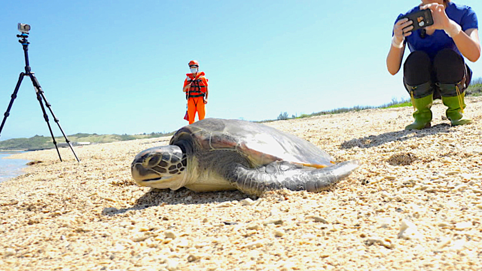 Conservationists Aid Taiwan's Sea Turtles - TaiwanPlus