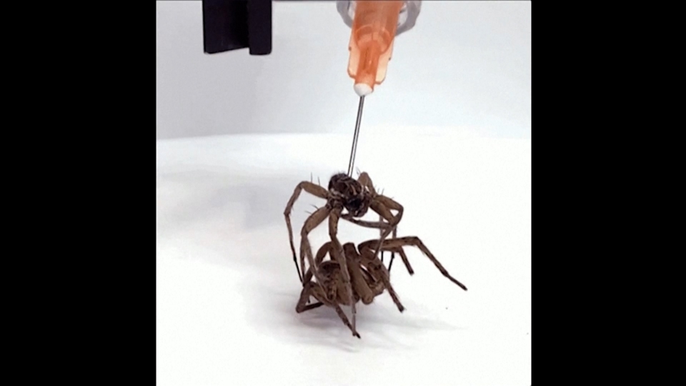 Scientists Reanimate Dead Spiders as Mechanical Claws - TaiwanPlus