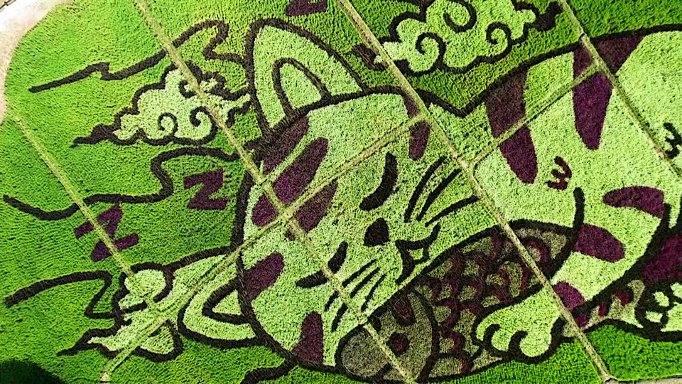 Thai Farmer 'Paints' Creative Field Designs With Rice Crops - TaiwanPlus