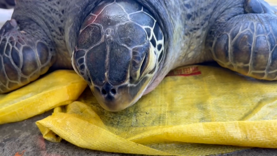 Sea Turtle Rescued in Changhua With Chinese Tracker Attached - TaiwanPlus
