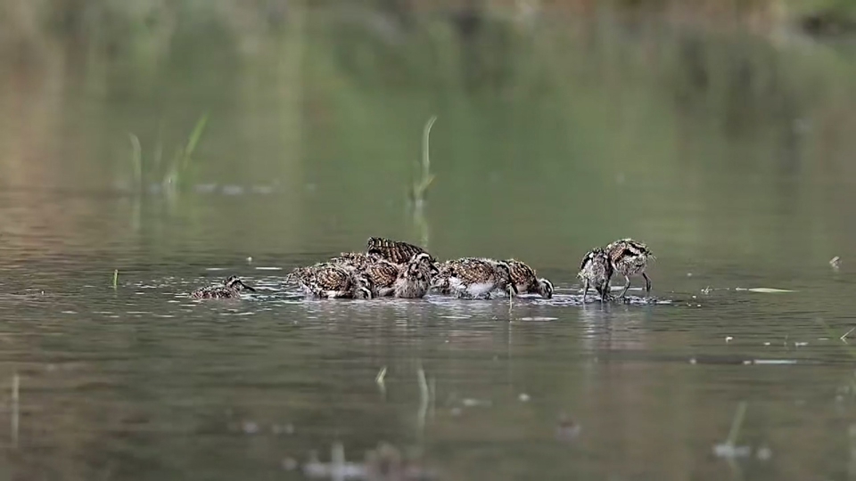 Photographer Captures Rare Sight of Greater Painted-Snipe Followed by ...