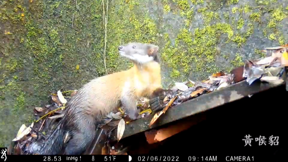 Animals - TaiwanPlus