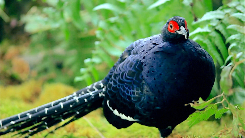 Taiwan’s Unofficial National Bird: Mikado Pheasant - TaiwanPlus