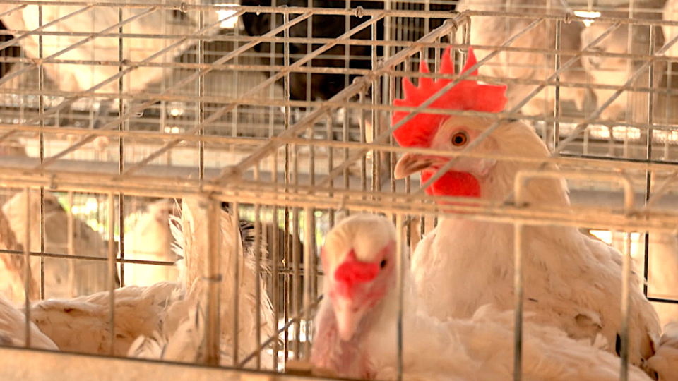 Taiwan Scores Poorly in Chicken Welfare Report - TaiwanPlus