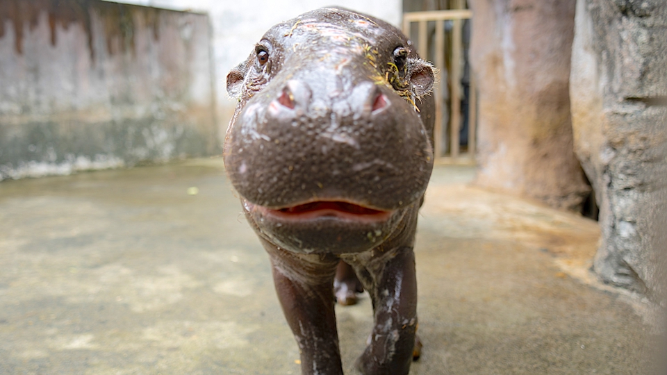 Animals - TaiwanPlus