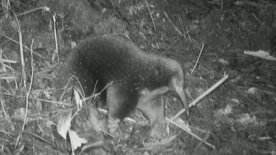 Animal Once Thought Extinct Captured on Camera in Indonesia - TaiwanPlus