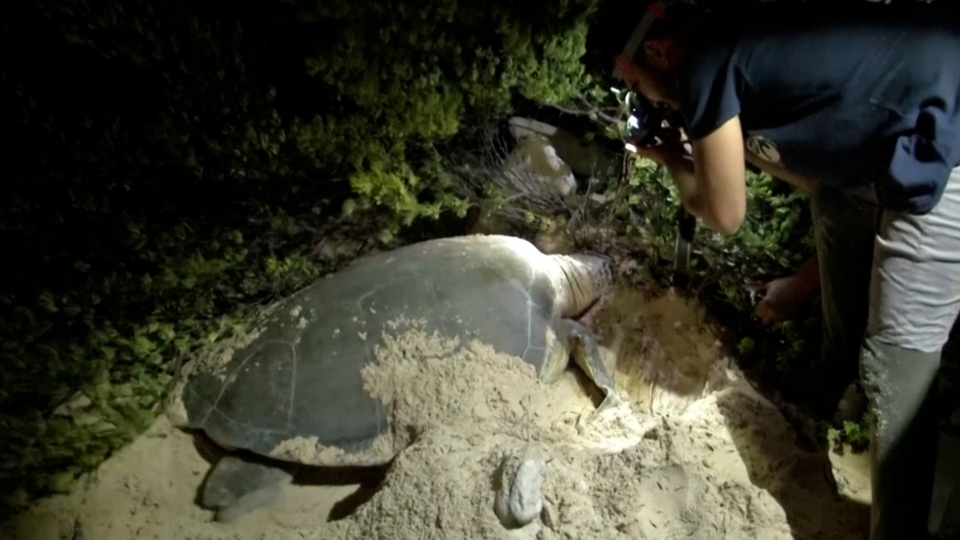 Climate Change Threatens Haven for Sea Turtles - TaiwanPlus
