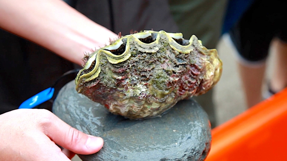 No Laws Stop Trade in Endangered Clams in Southern Taiwan - TaiwanPlus